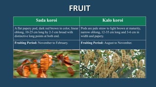 Presentation on Silvan Features of Lebbeck or Lebbek tree or Siris tree ...