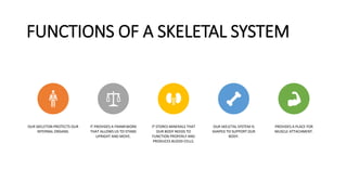 Skeletal system | PPT