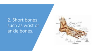 Skeletal system | PPTX
