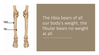Skeletal system | PPTX
