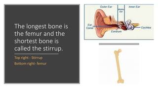 Skeletal system | PPT
