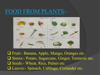 Presentation on source of food | PPTX