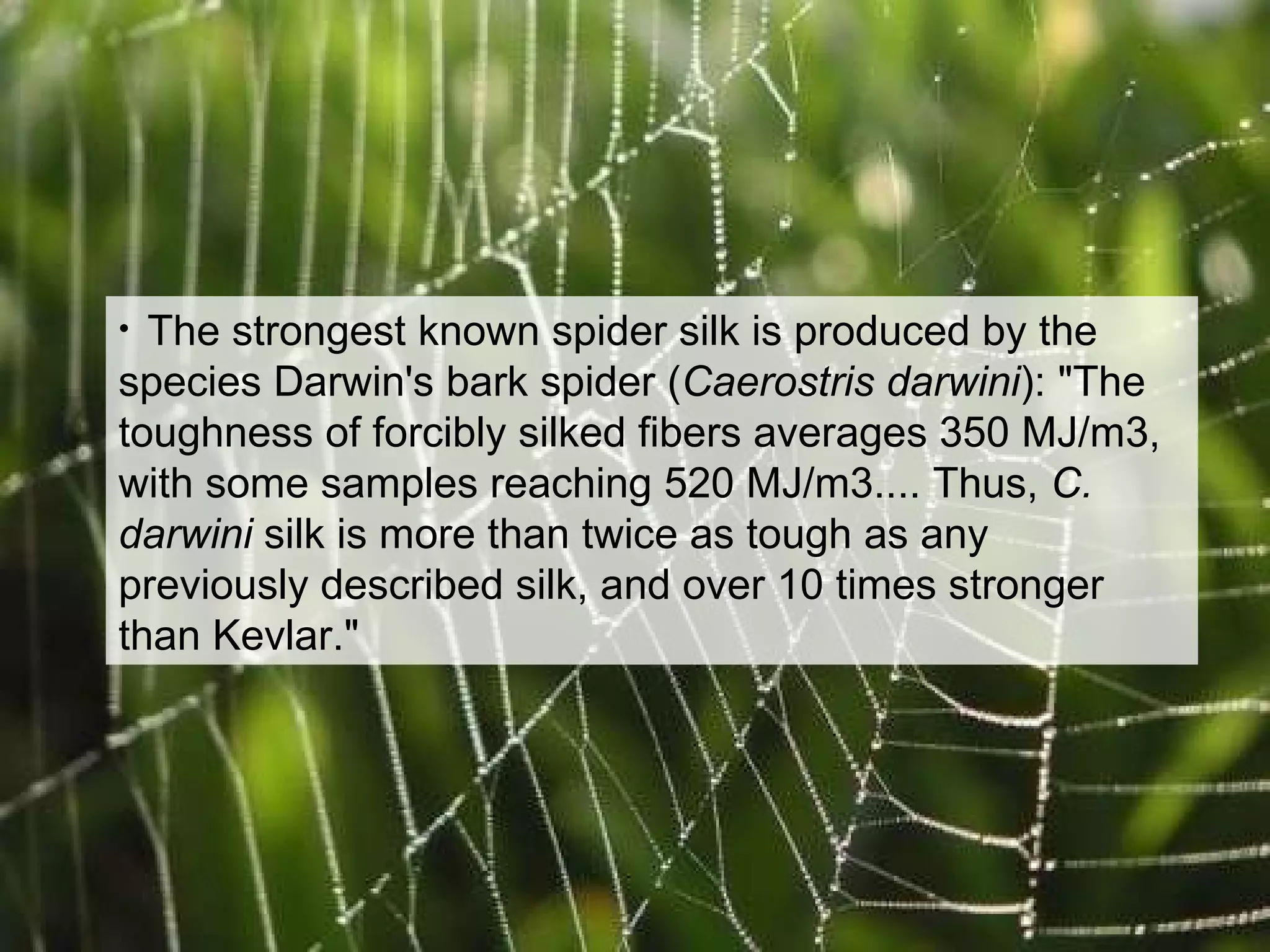 Spider Silk | PPT