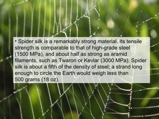 Spider Silk | PPT