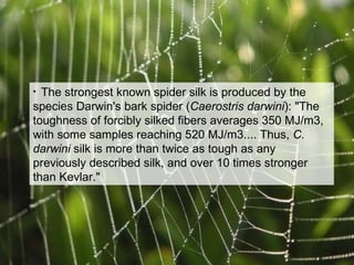 Spider Silk | PPT