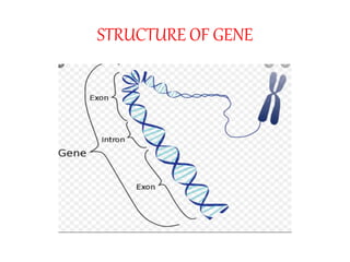 Presentation on st. and function of gene | PPTX