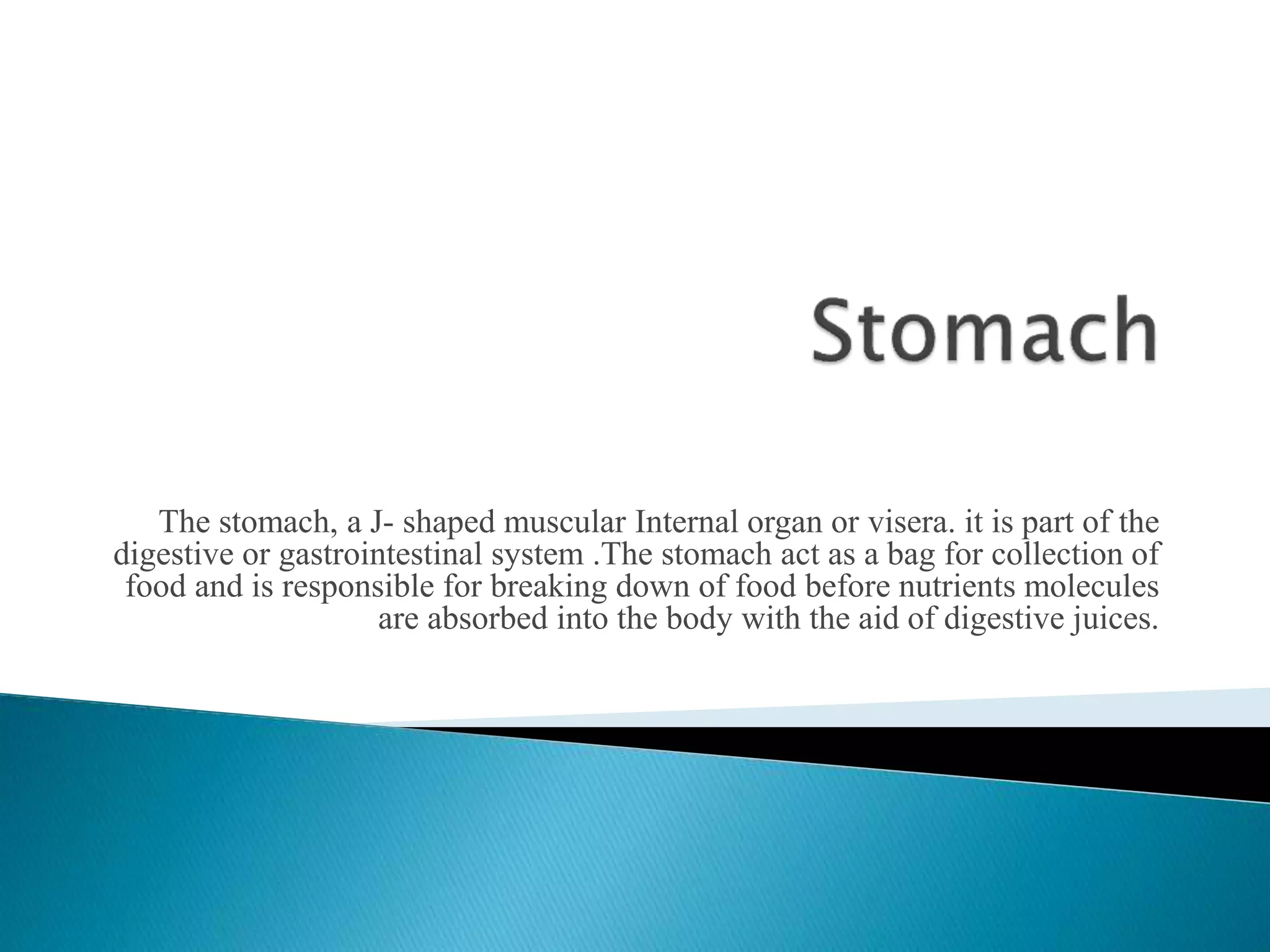 Presentation on Stomach | PPTX