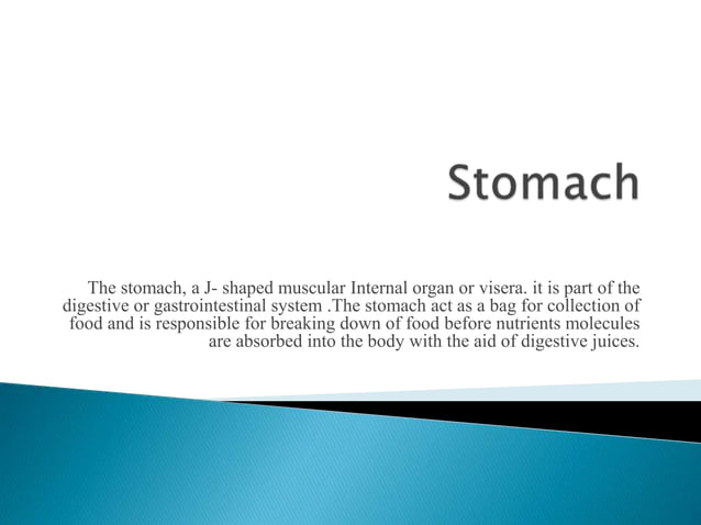 Presentation on Stomach | PPTX | Food & Drink