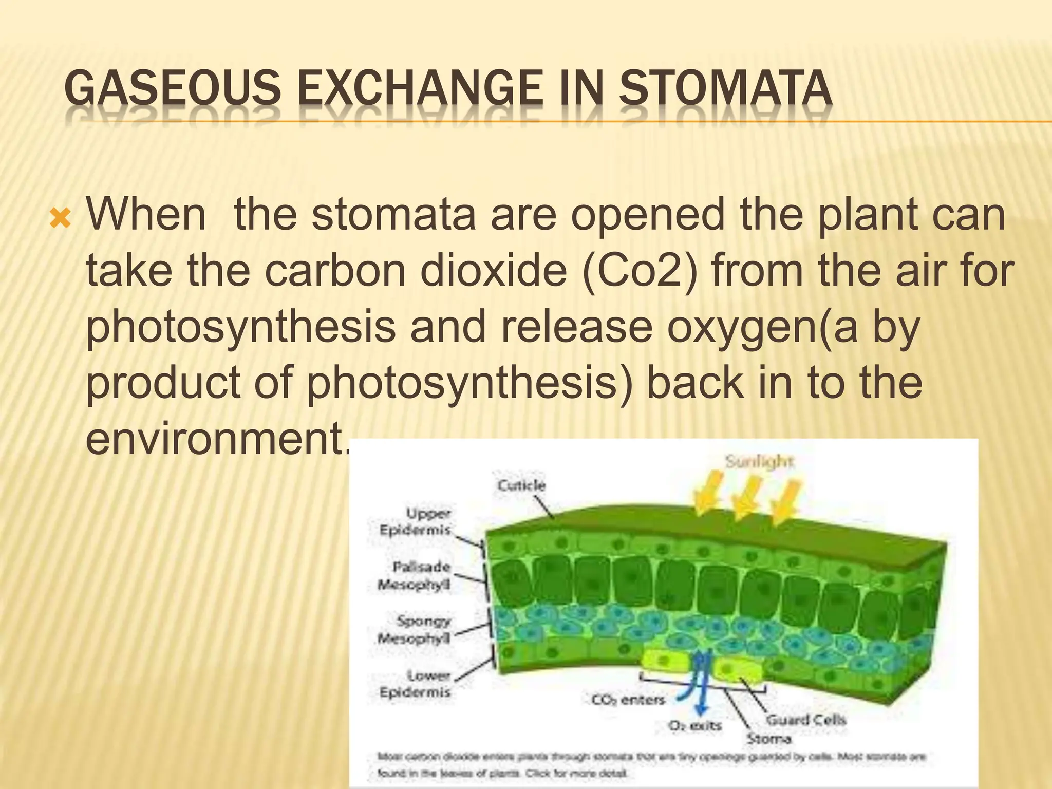 Morphological_identification_of_ stomata _ by subhashree.pptx