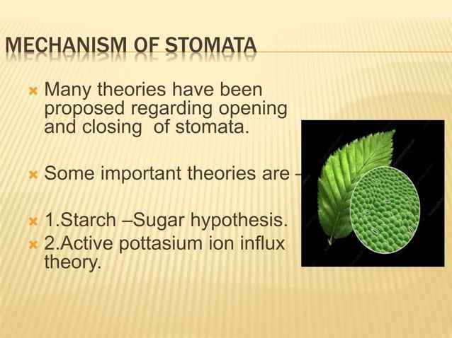 Morphological_identification_of_ stomata _ by subhashree.pptx | Gardening | Home & Garden