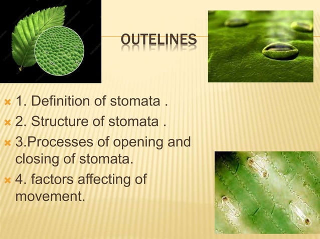 Morphological_identification_of_ stomata _ by subhashree.pptx ...