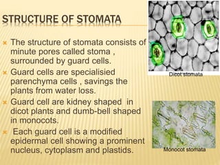Morphological_identification_of_ stomata _ by subhashree.pptx