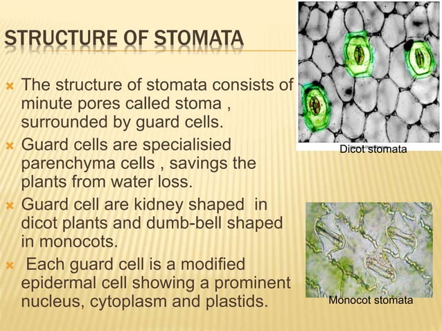Morphological_identification_of_ stomata _ by subhashree.pptx | Gardening | Home & Garden