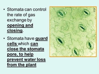 Morphological_identification_of_ stomata _ by subhashree.pptx