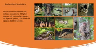 presentation on sundarban by Sagor Ghosh.pptx