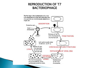 PRESENTATION ON T7 BACTERIOPHAGE.pptx