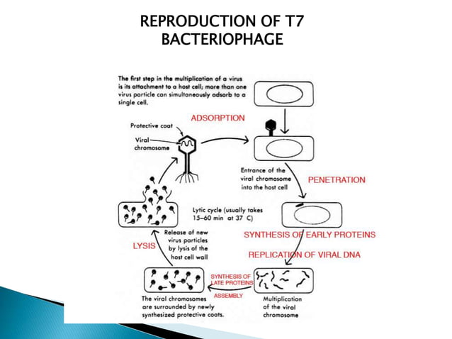 PRESENTATION ON T7 BACTERIOPHAGE.pptx