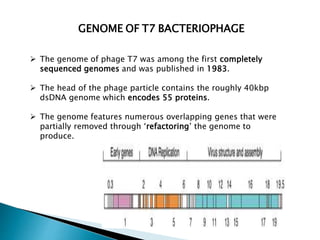 PRESENTATION ON T7 BACTERIOPHAGE.pptx