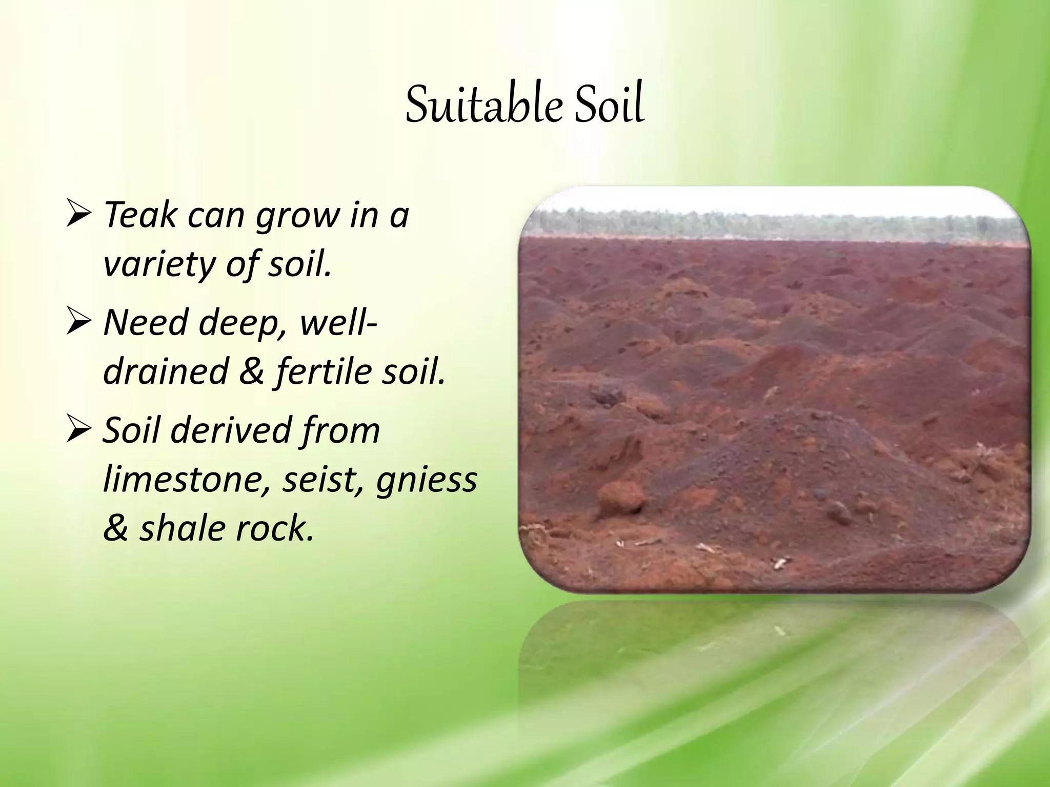 Presentation on teak tree | PPTX