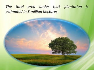 Presentation on teak tree | PPTX
