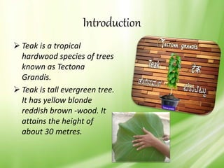 Presentation on teak tree | PPTX