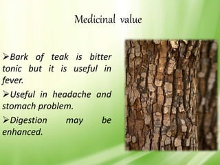 Presentation on teak tree | PPTX