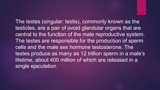 Presentation on testes ppt | PPTX