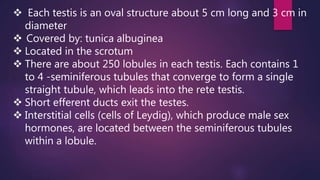 Presentation on testes ppt | PPTX