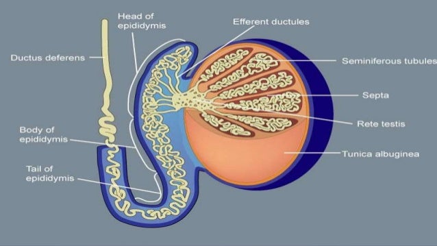 Presentation on testes ppt