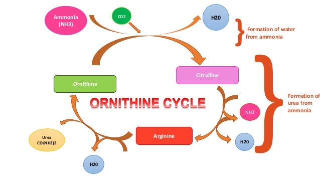 Presentationontheliver