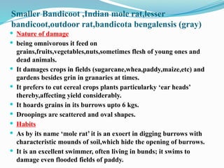 Presentation on the Rodensts as vertebrate pest of agriculture | PPTX