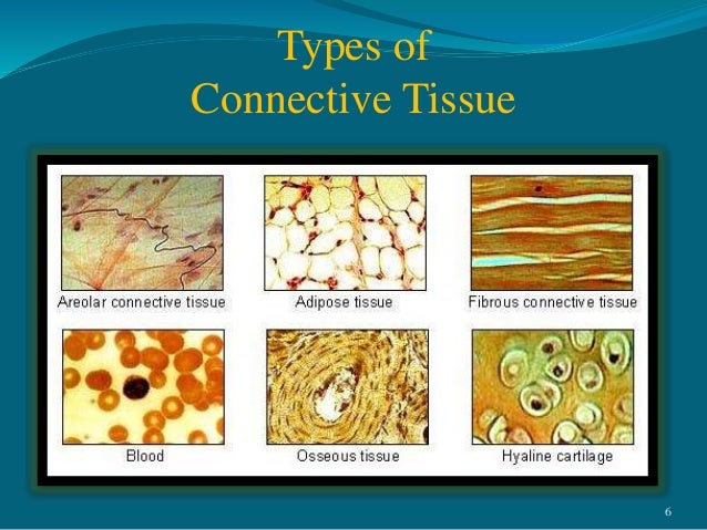 Classification Of Connective Tissue