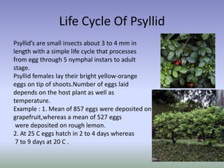 Citrus Greening | PPTX