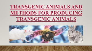 presentation on transgenic animals.pptx