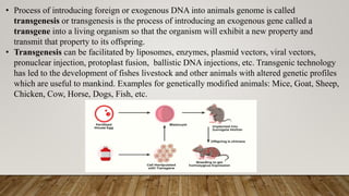 presentation on transgenic animals.pptx