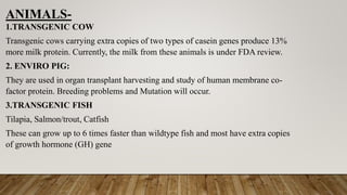 presentation on transgenic animals.pptx