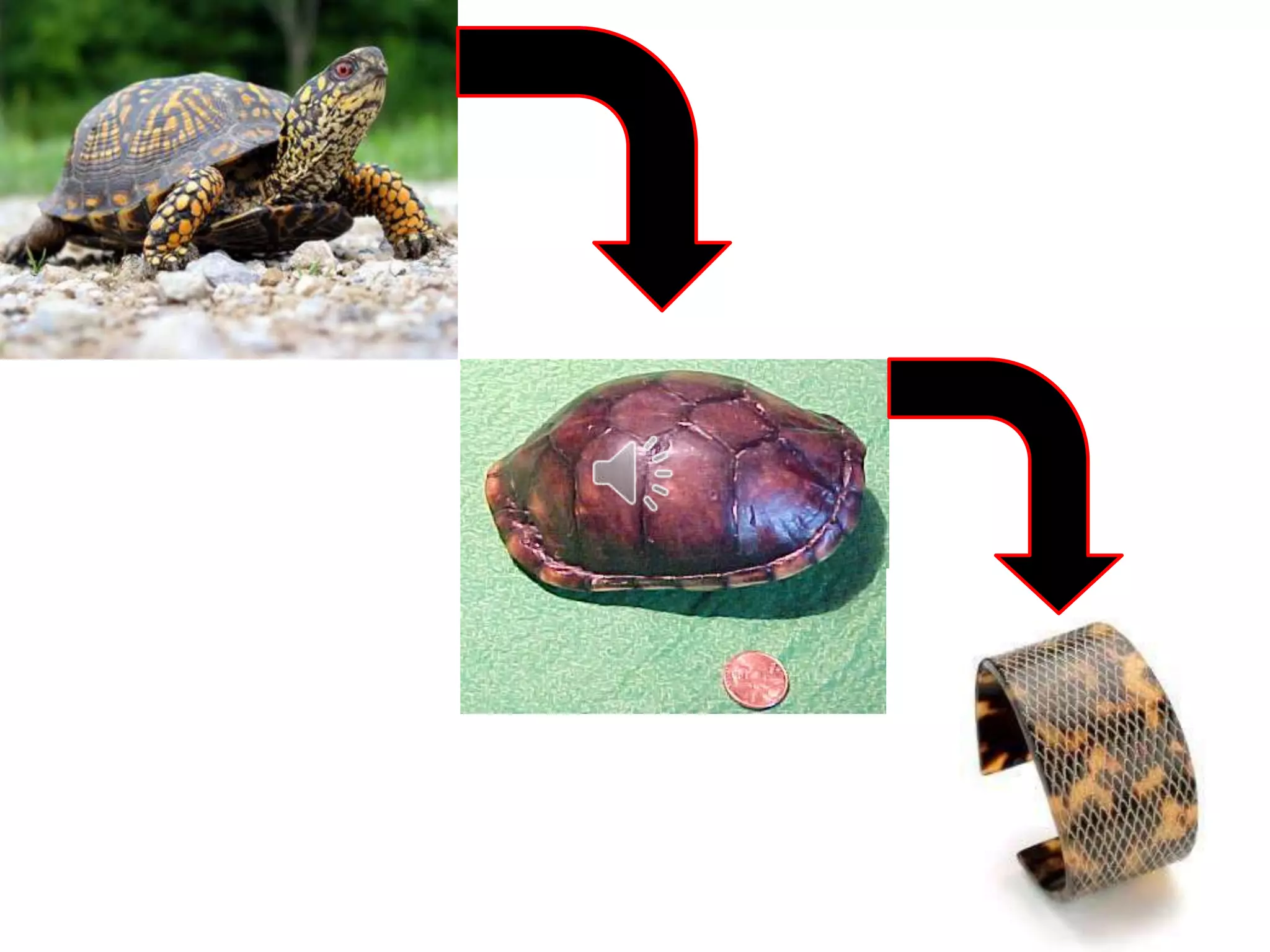 Presentation on saving the turtles | PPTX