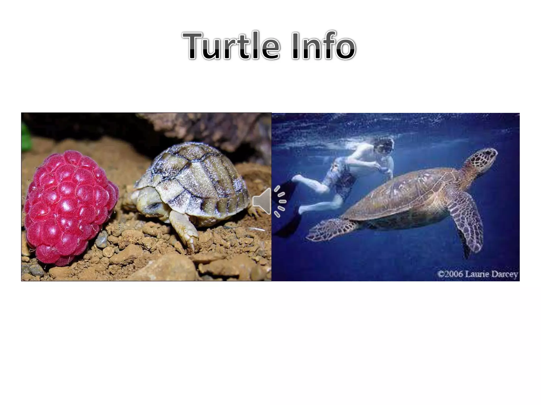 Presentation on saving the turtles | PPTX