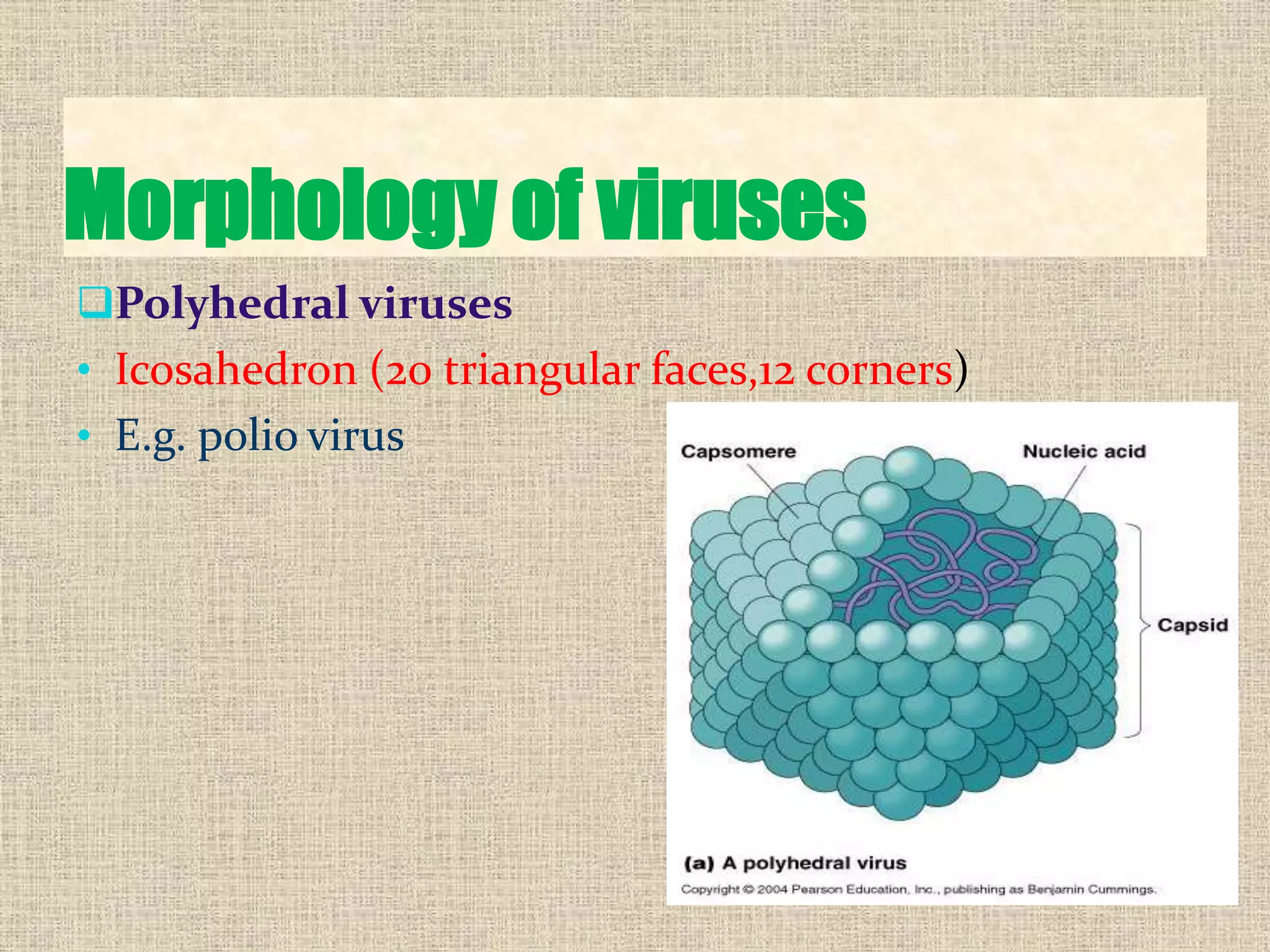 PRESENTATION ON VIRUS.pptx