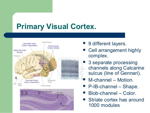 Visual Cortex Layers Visual System
