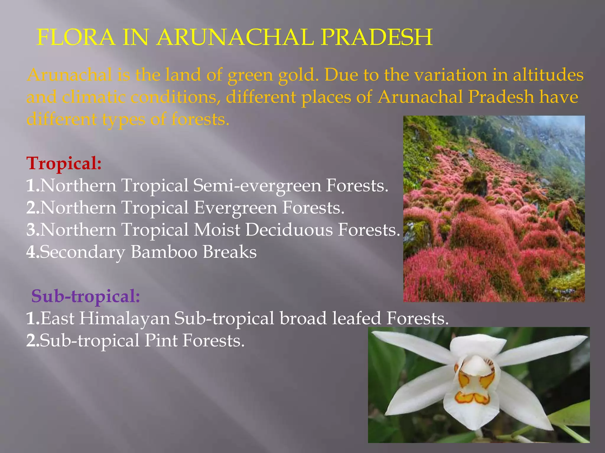 Presentation on wildlife in Arunachal pradesh | PPTX