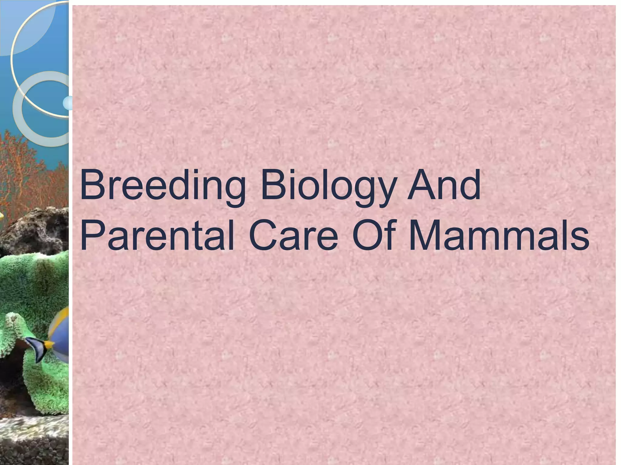 Presentation on breeding biology & parental care of mammals | PPTX