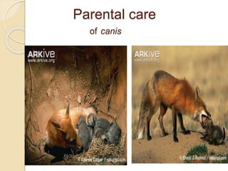 Presentation on breeding biology & parental care of mammals | PPTX