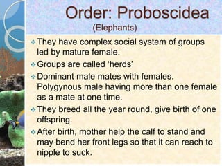 Presentation on breeding biology & parental care of mammals | PPTX
