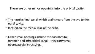 Presentation on Radiological Anatomy of the Orbit | PPTX