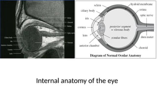 Presentation on Radiological Anatomy of the Orbit | PPTX