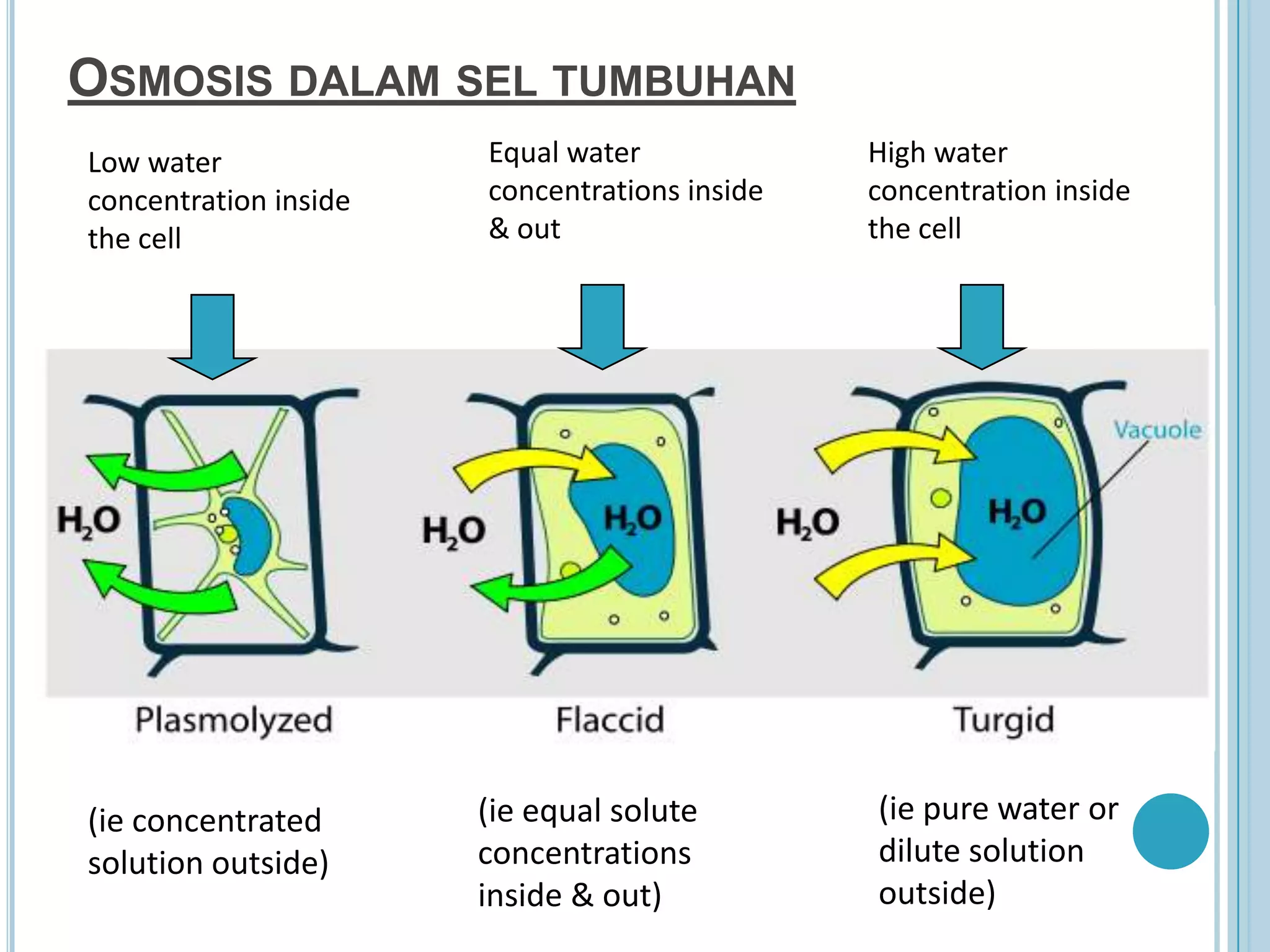 Presentation osmosis. | PPTX