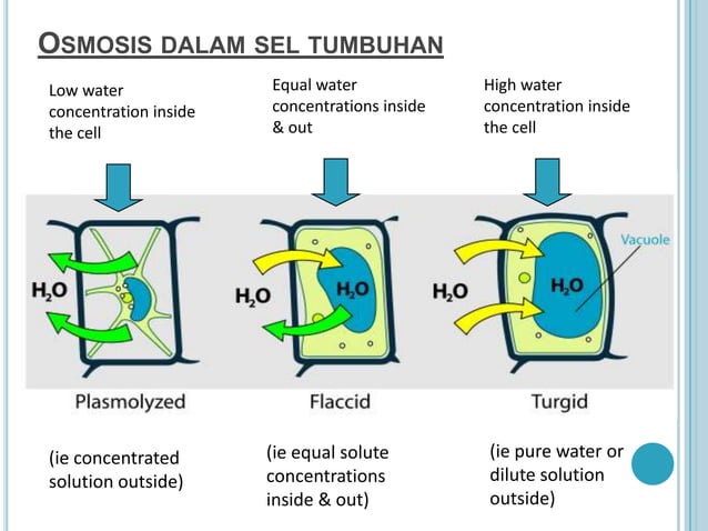 Presentation osmosis. | PPTX