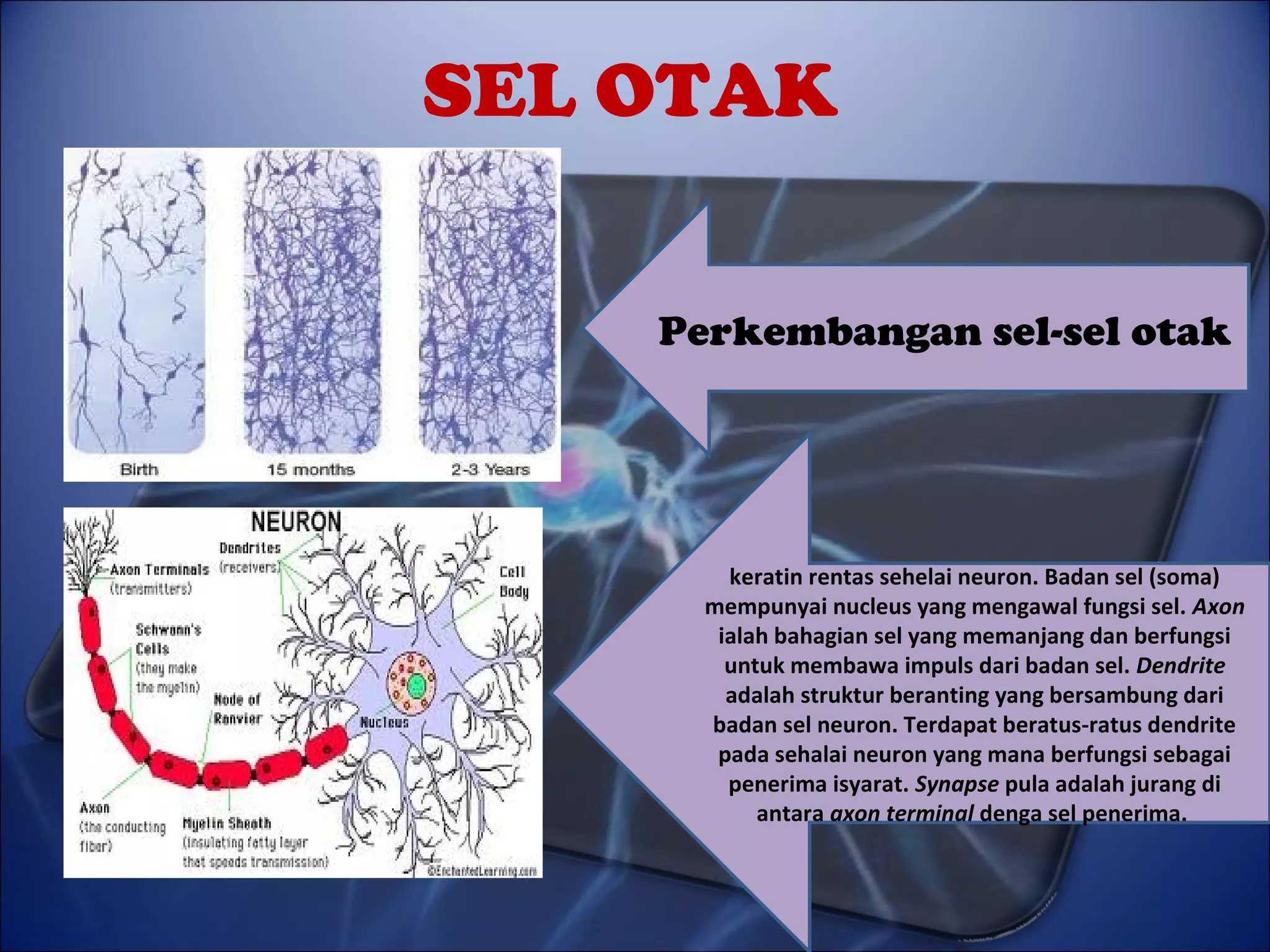 Presentation otak | PPT