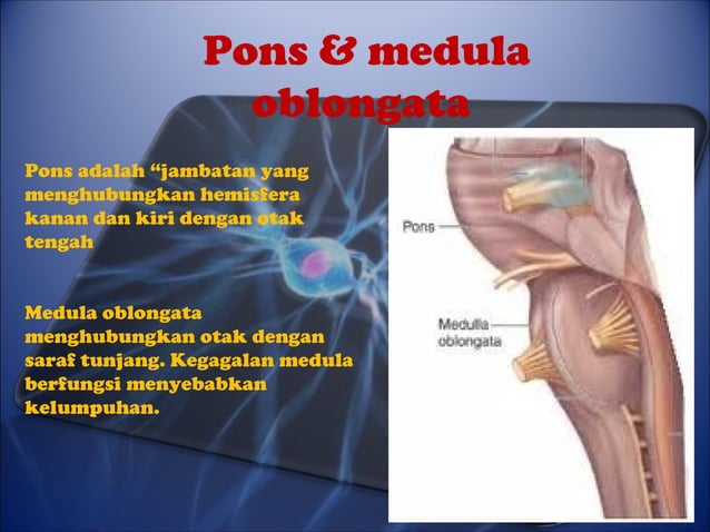 Presentation otak | PPT